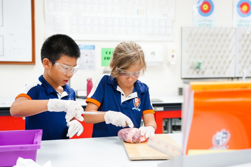 Year 6 Explore the Heart and Circulatory System | British International ...