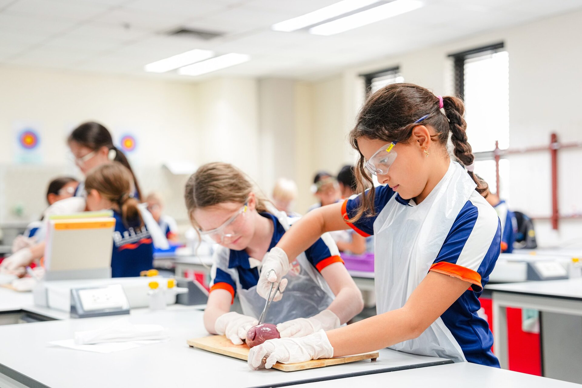 Year 6 Explore the Heart and Circulatory System | British International ...